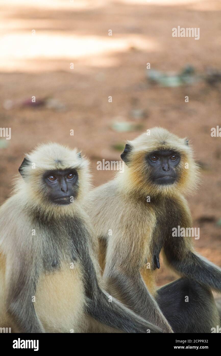 Monkey funny hi-res stock photography and images - Alamy