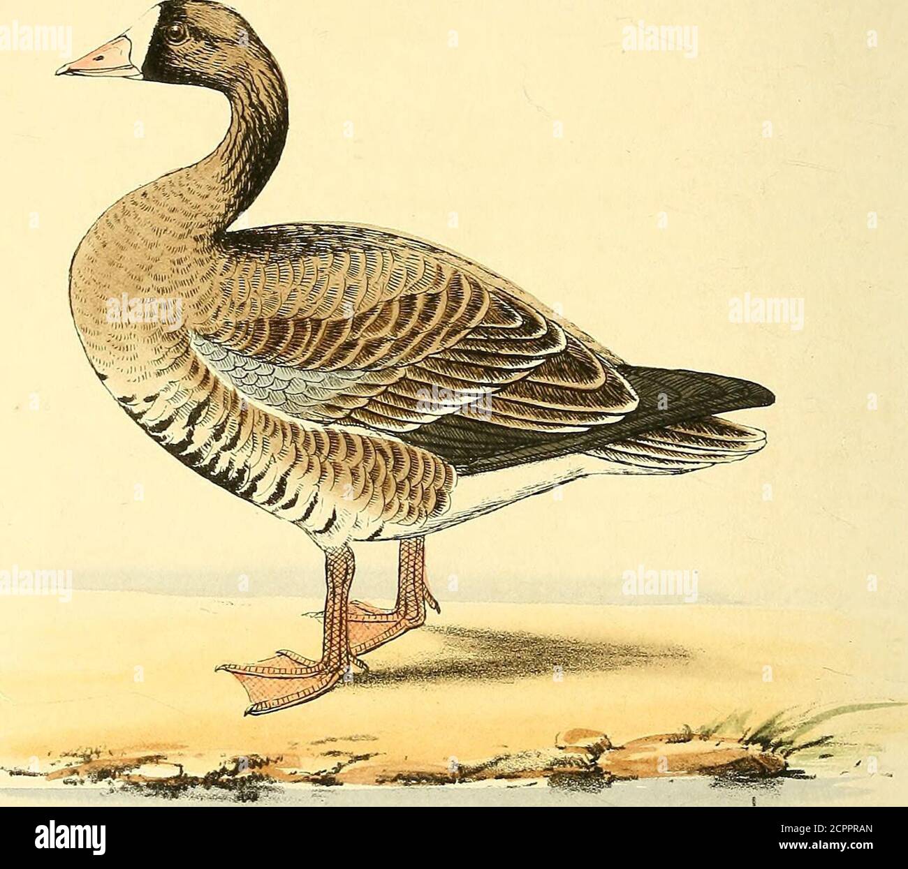 Sixteen goose feathers hi-res stock photography and images - Alamy
