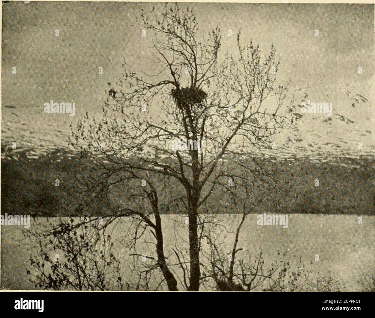 . Trails and tramps in Alaska and Newfoundland . Crows Nest and Young ...