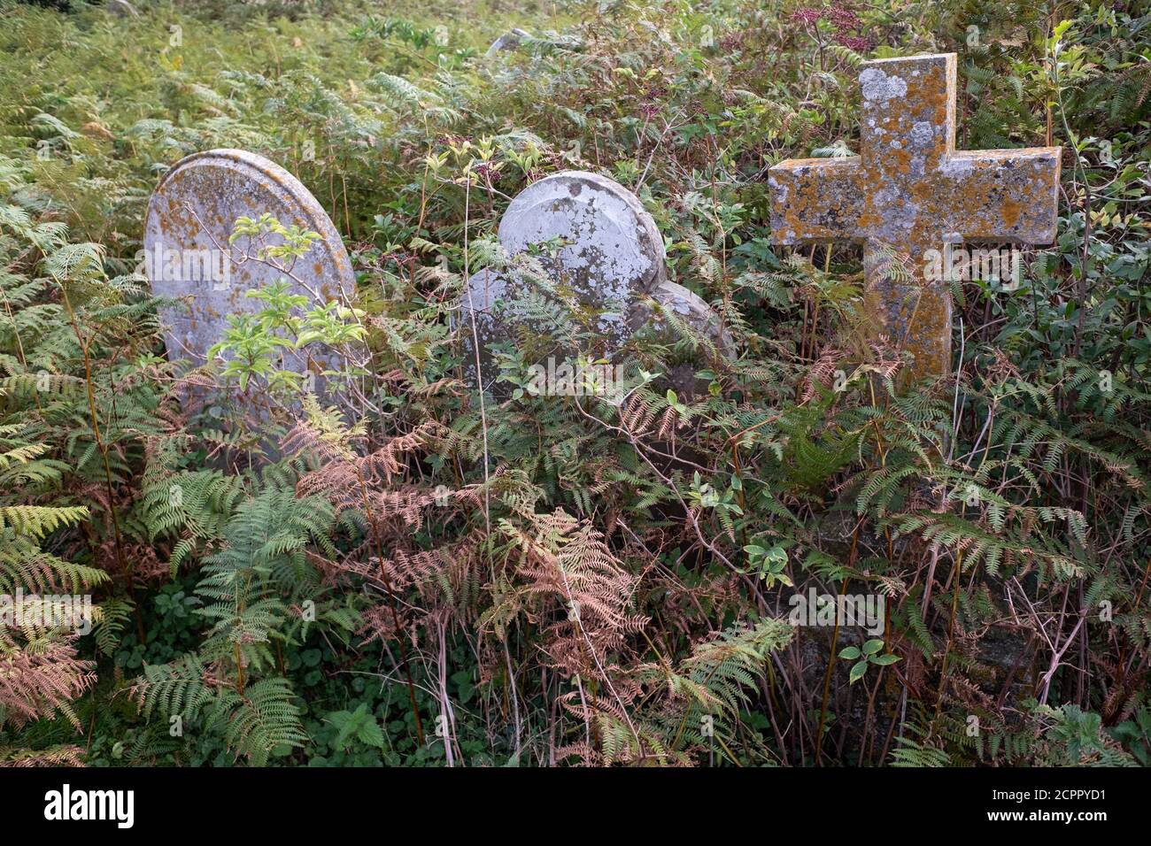 Overgrown headstones in a graveyard Stock Photo - Alamy