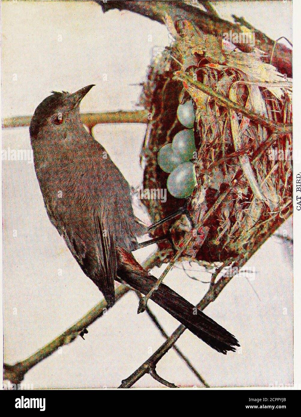 Mimic thrush hi-res stock photography and images - Alamy