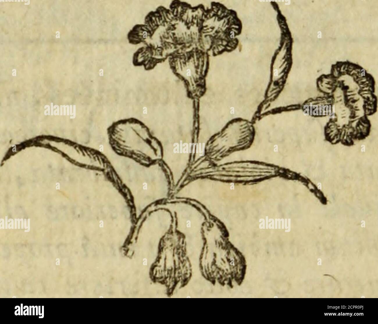 Oiseaux des eau hi-res stock photography and images - Alamy