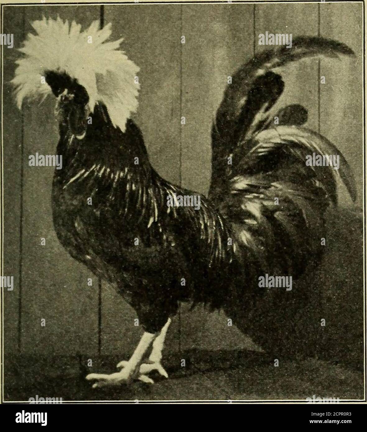 Spangled Gamefowl Bloodlines