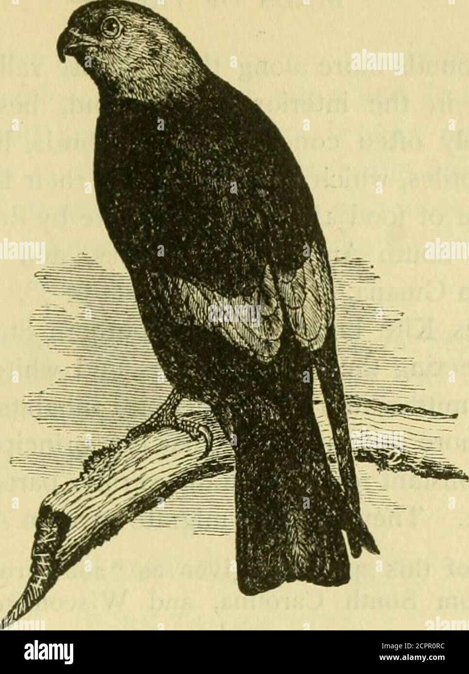 Prowling hawk hi-res stock photography and images - Alamy