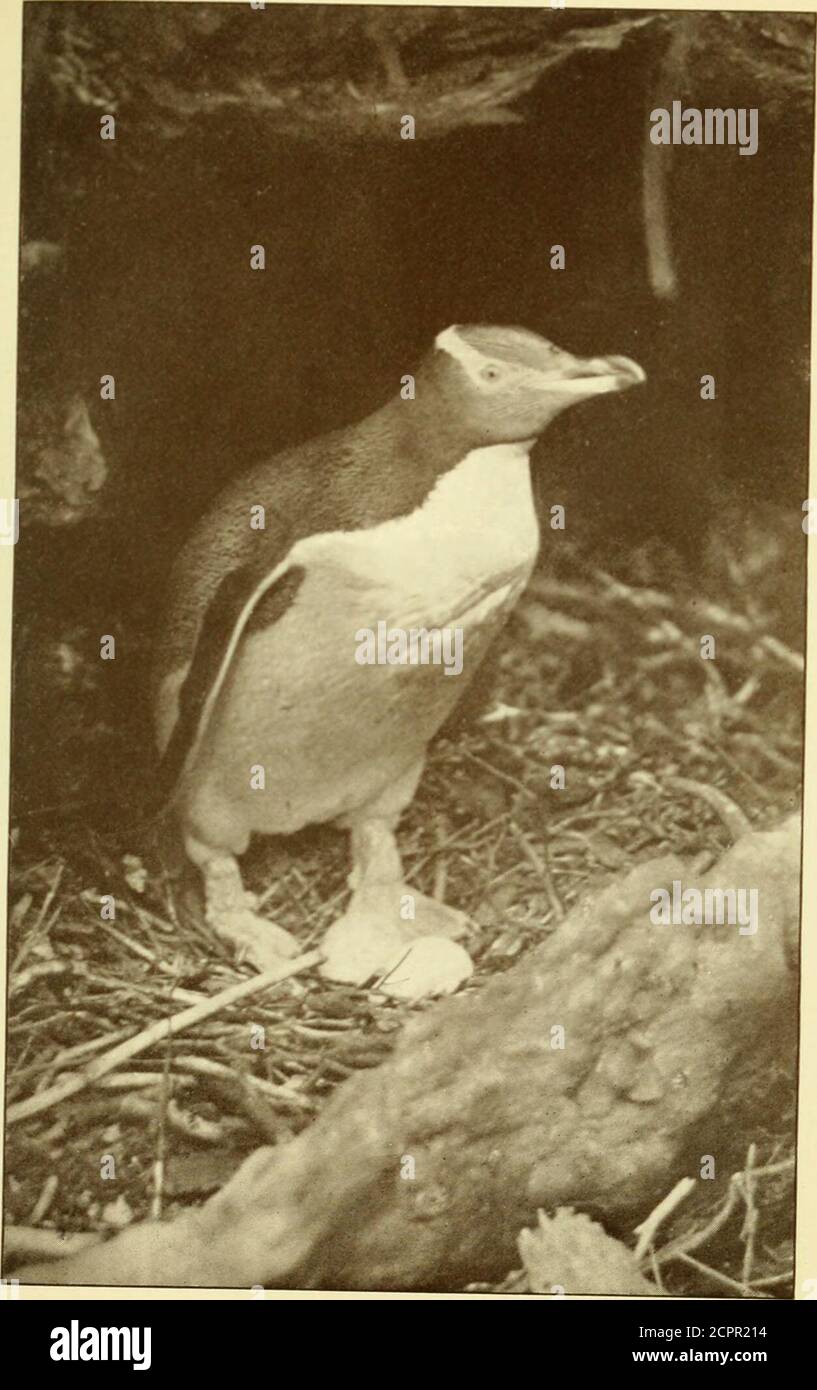 Mutton birds hi-res stock photography and images - Alamy