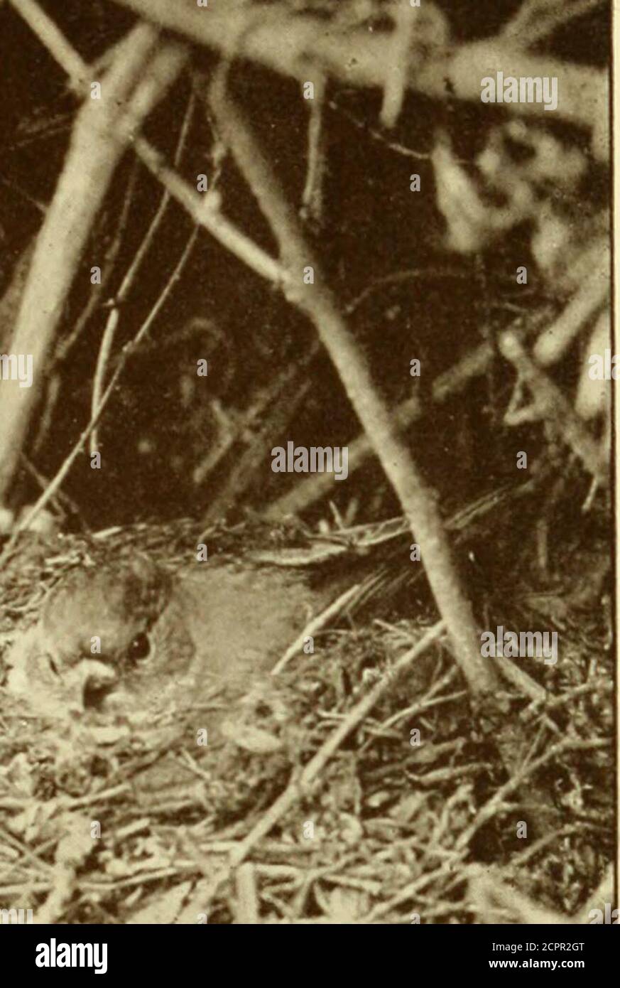 Mutton birds hi-res stock photography and images - Alamy