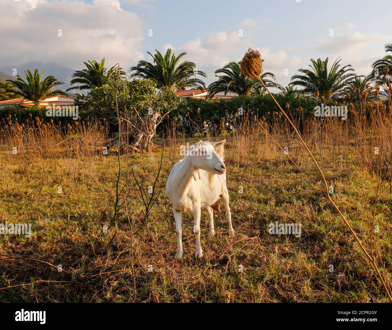 Cattle peloponnese greek greece farm hi-res stock photography and ...