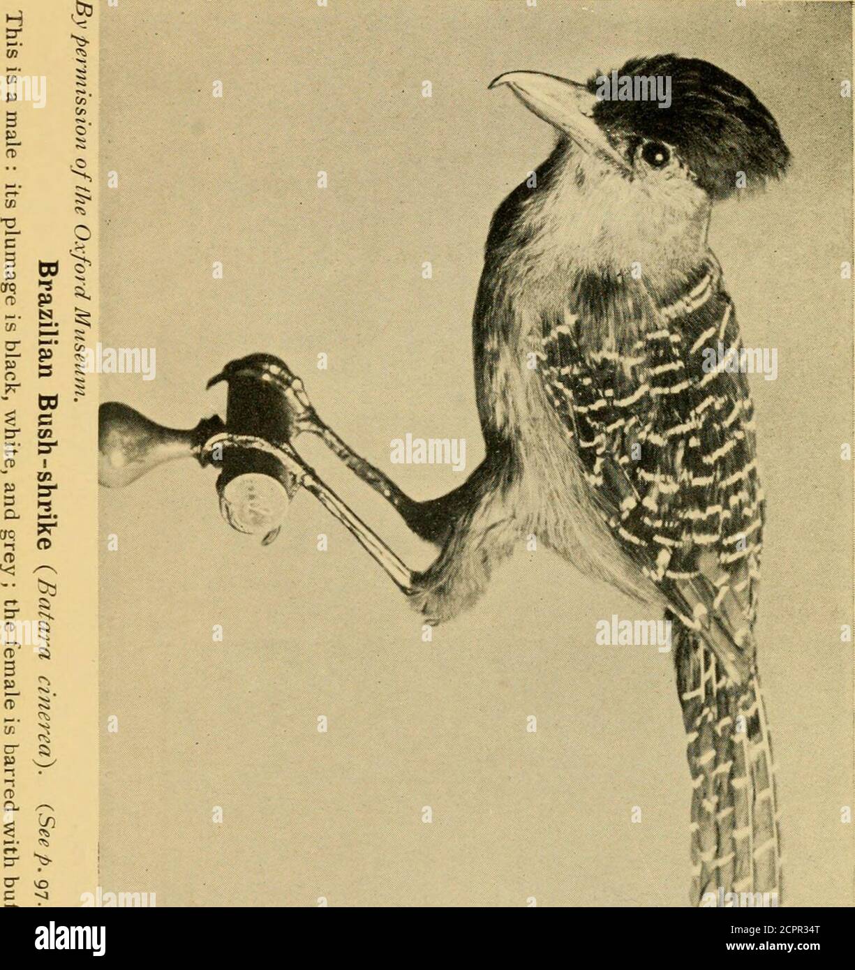 Ant thrush classification hi-res stock photography and images - Alamy