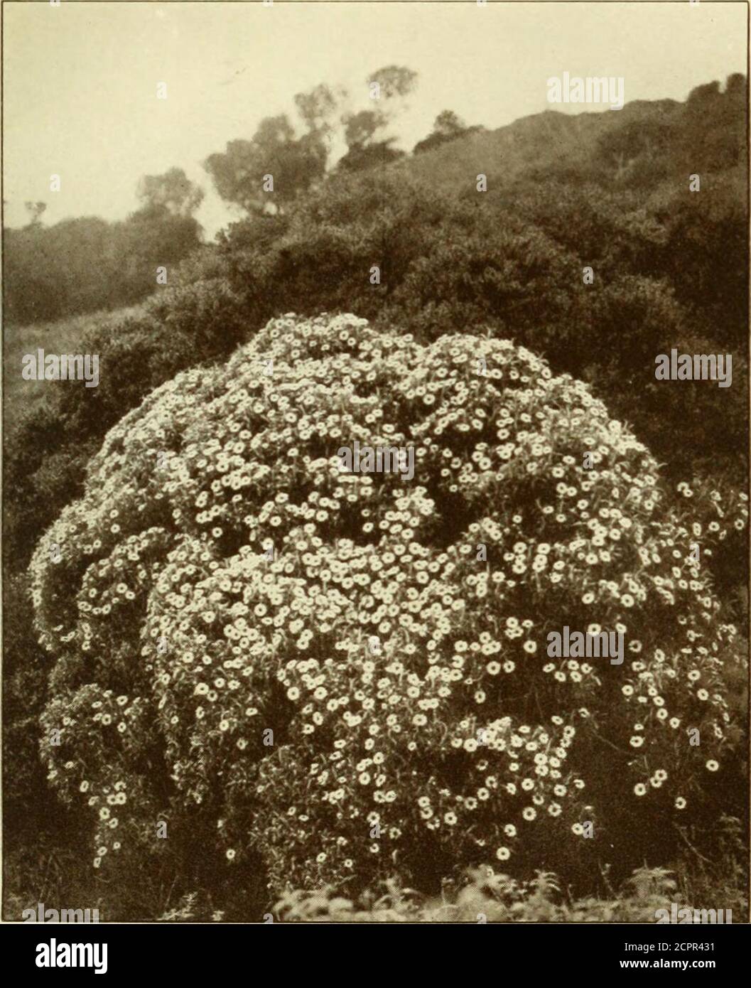 Mutton bird season hi-res stock photography and images - Alamy