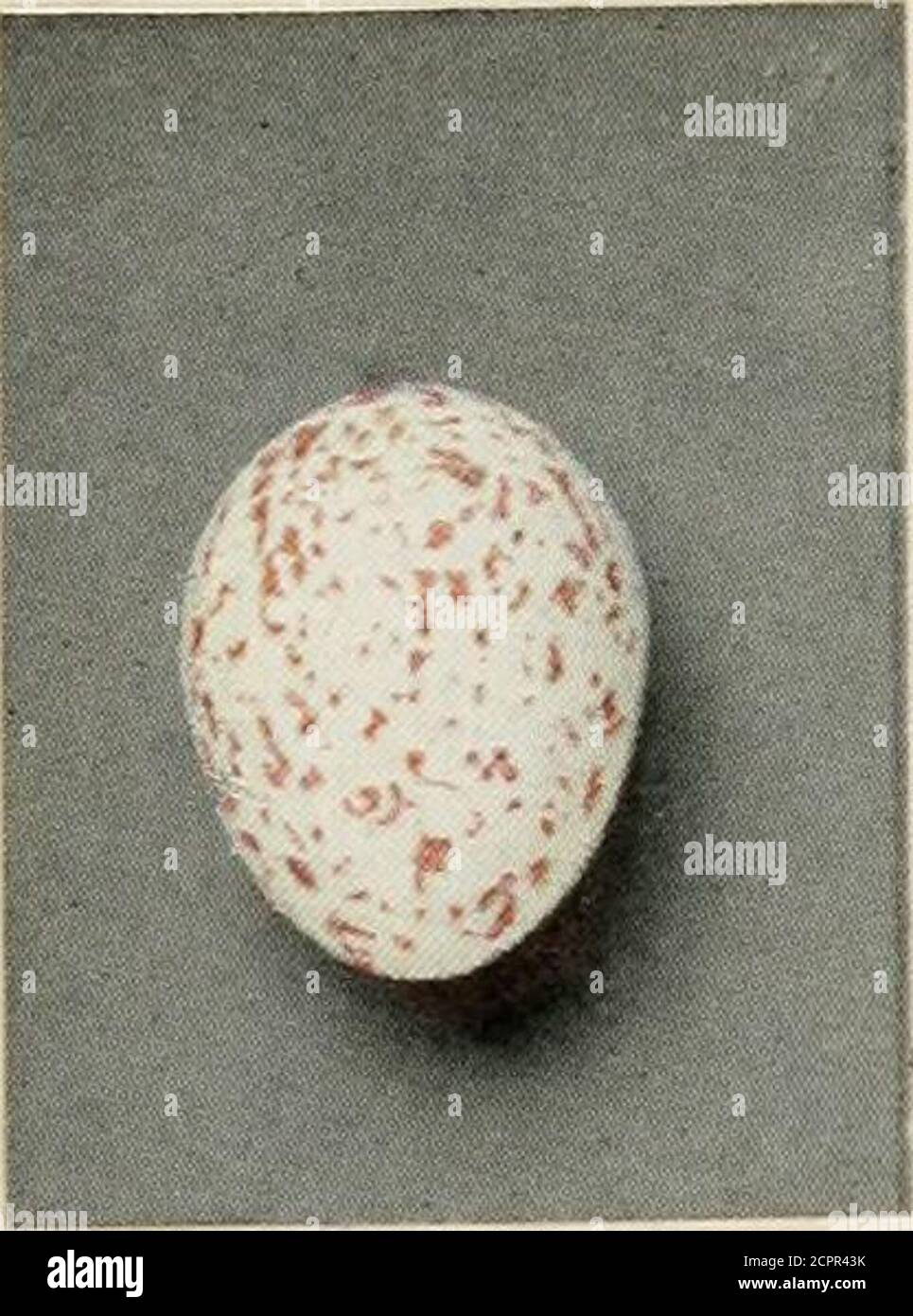 . Oologia neerlandica : eggs of birds breeding in the Netherlands ...