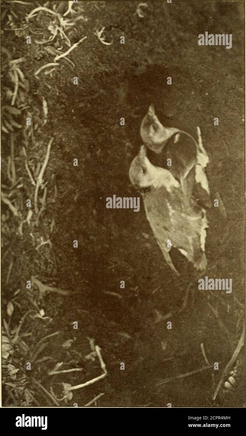 Mutton birds hi-res stock photography and images - Alamy