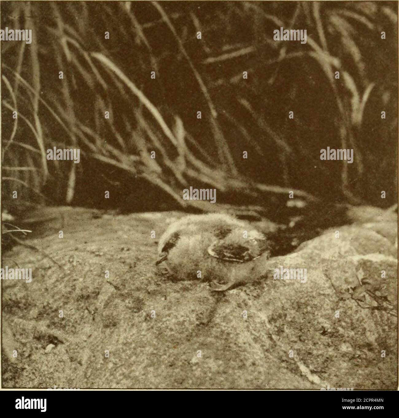 Kuaka hi-res stock photography and images - Alamy