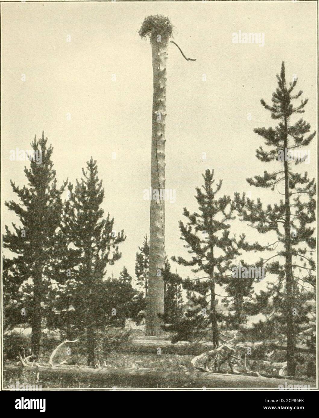 First fish labeled hi-res stock photography and images - Alamy