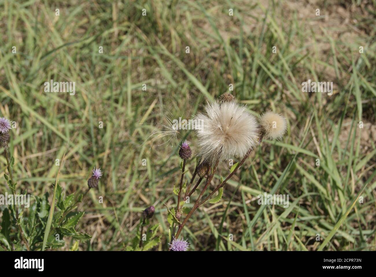 Walk along the Nidda in Hessen Germany Stock Photo - Alamy