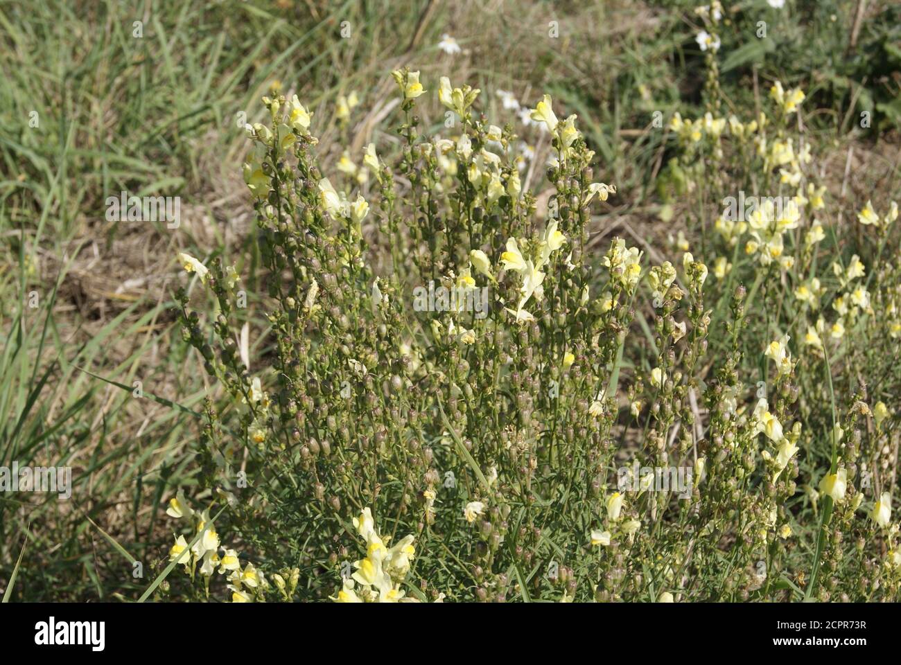 Walk along the Nidda in Hessen Germany Stock Photo - Alamy