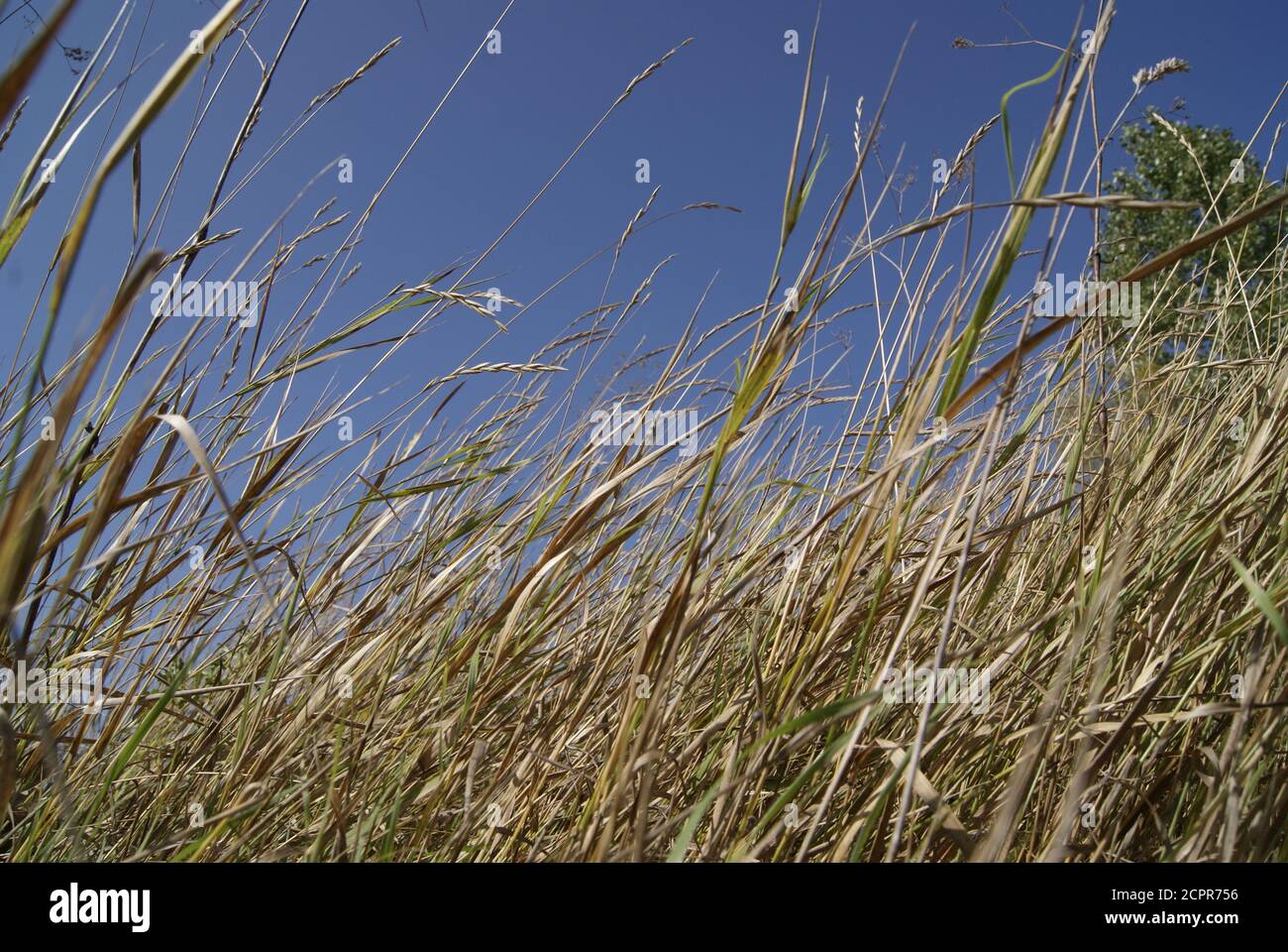 Walk along the Nidda in Hessen Germany Stock Photo - Alamy
