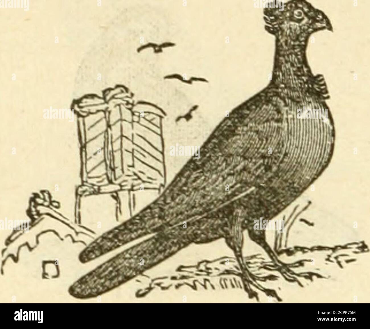 Capuchin Bird High Resolution Stock Photography and Images - Alamy