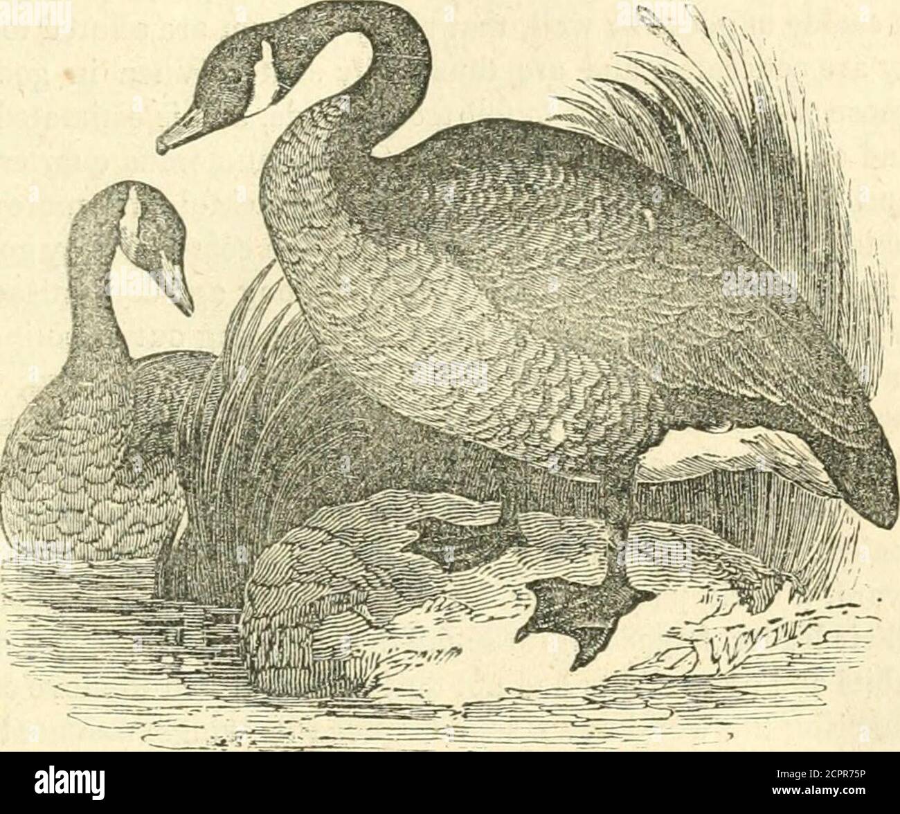 Ovoid abdomen hi-res stock photography and images - Alamy