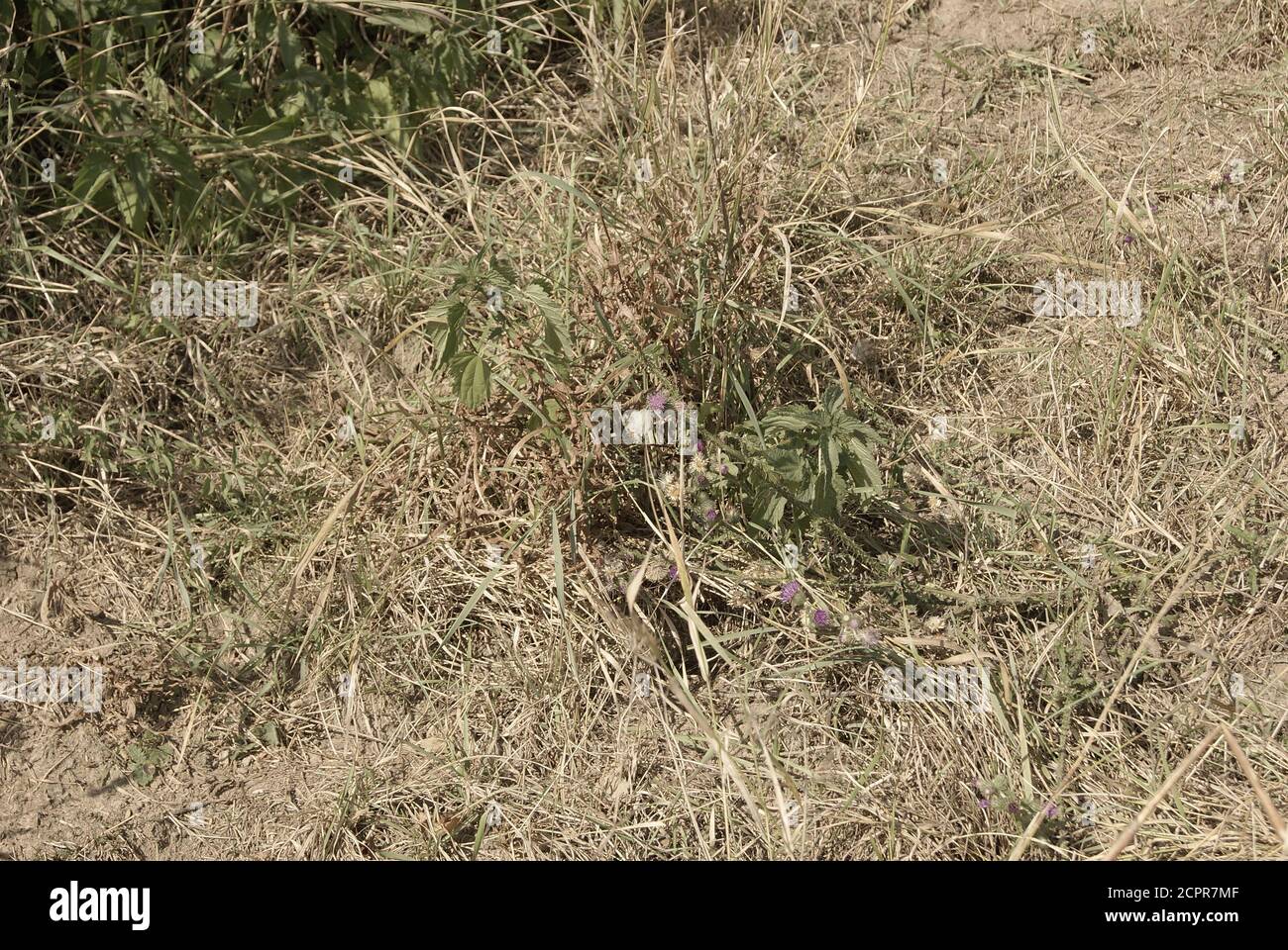 Walk along the Nidda in Hessen Germany Stock Photo - Alamy