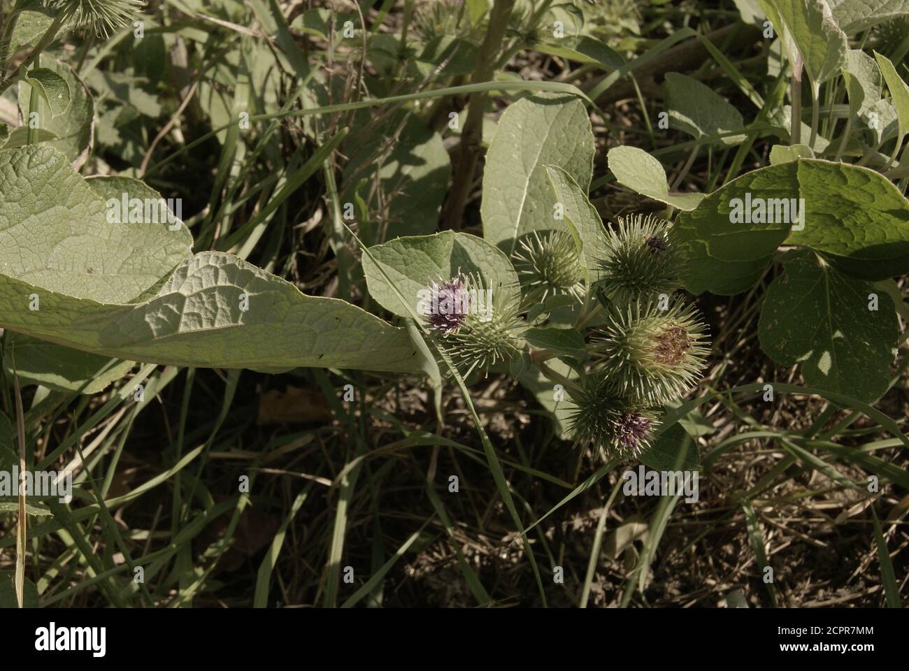 Walk along the Nidda in Hessen Germany Stock Photo - Alamy