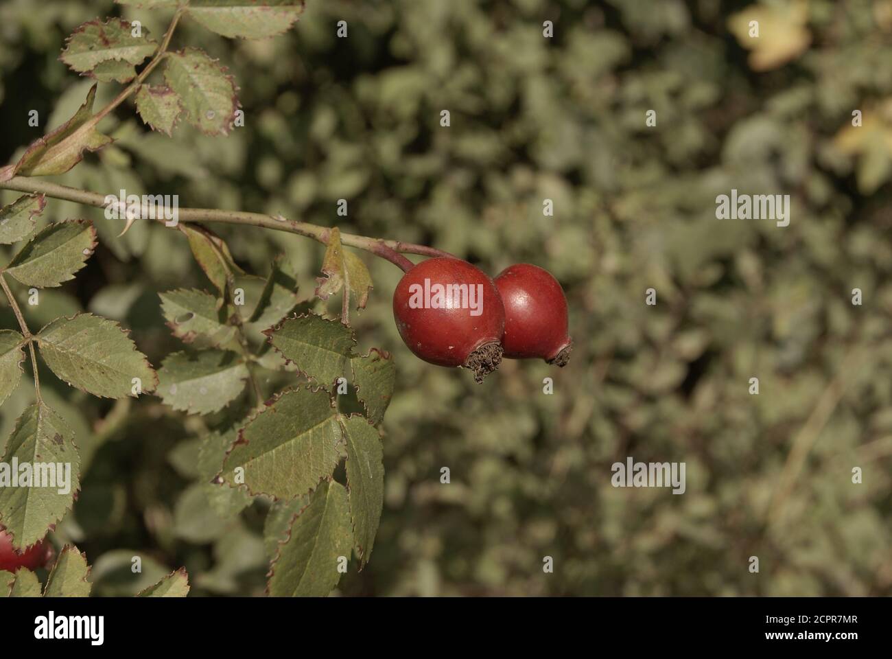 Walk along the Nidda in Hessen Germany Stock Photo - Alamy
