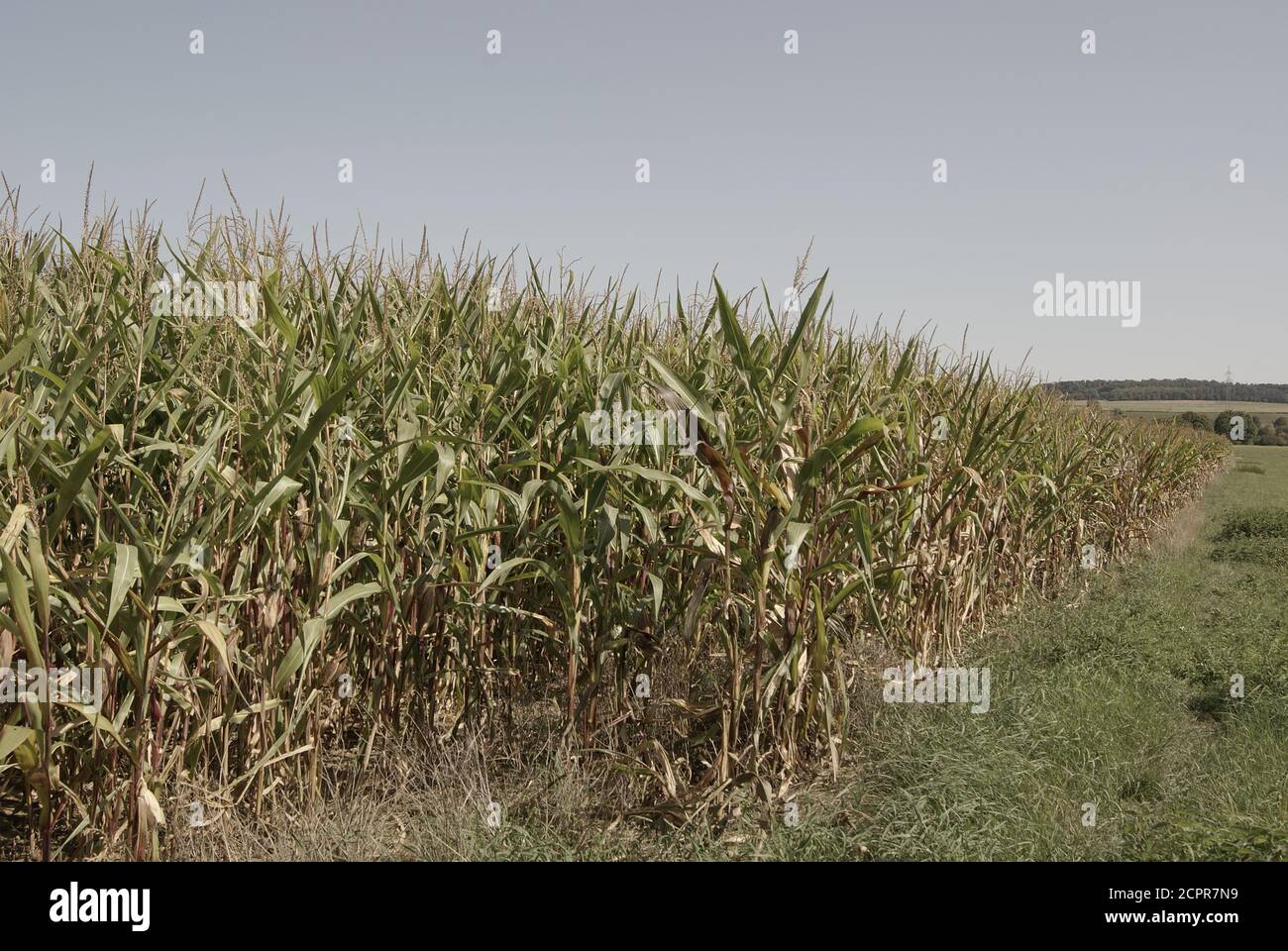 Walk along the Nidda in Hessen Germany Stock Photo - Alamy