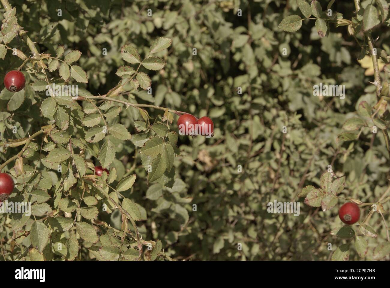 Walk along the Nidda in Hessen Germany Stock Photo - Alamy