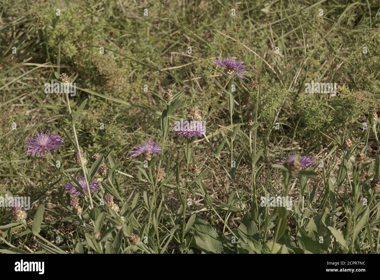 Walk along the Nidda in Hessen Germany Stock Photo - Alamy