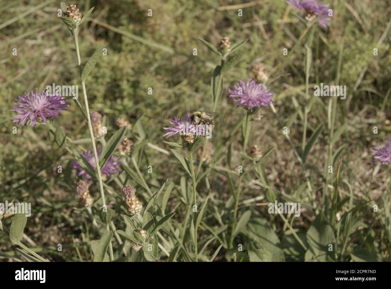 Walk along the Nidda in Hessen Germany Stock Photo - Alamy