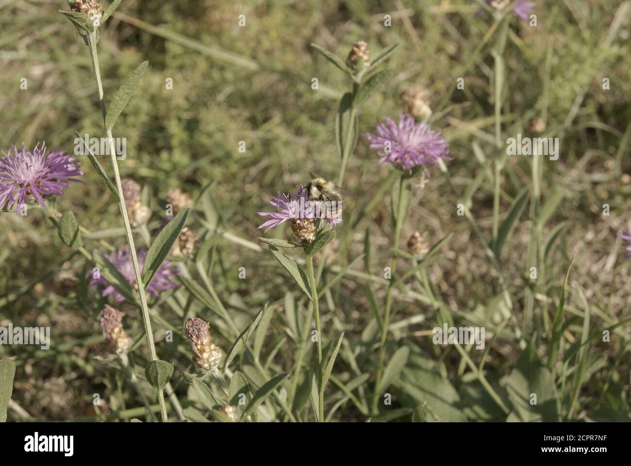 Walk along the Nidda in Hessen Germany Stock Photo - Alamy