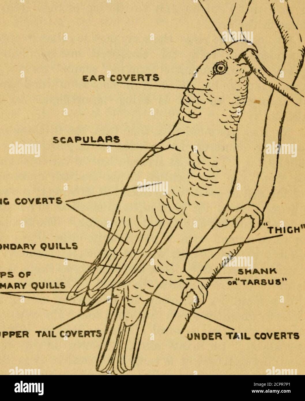 . The world's birds a simple and popular classification of the birds of ...