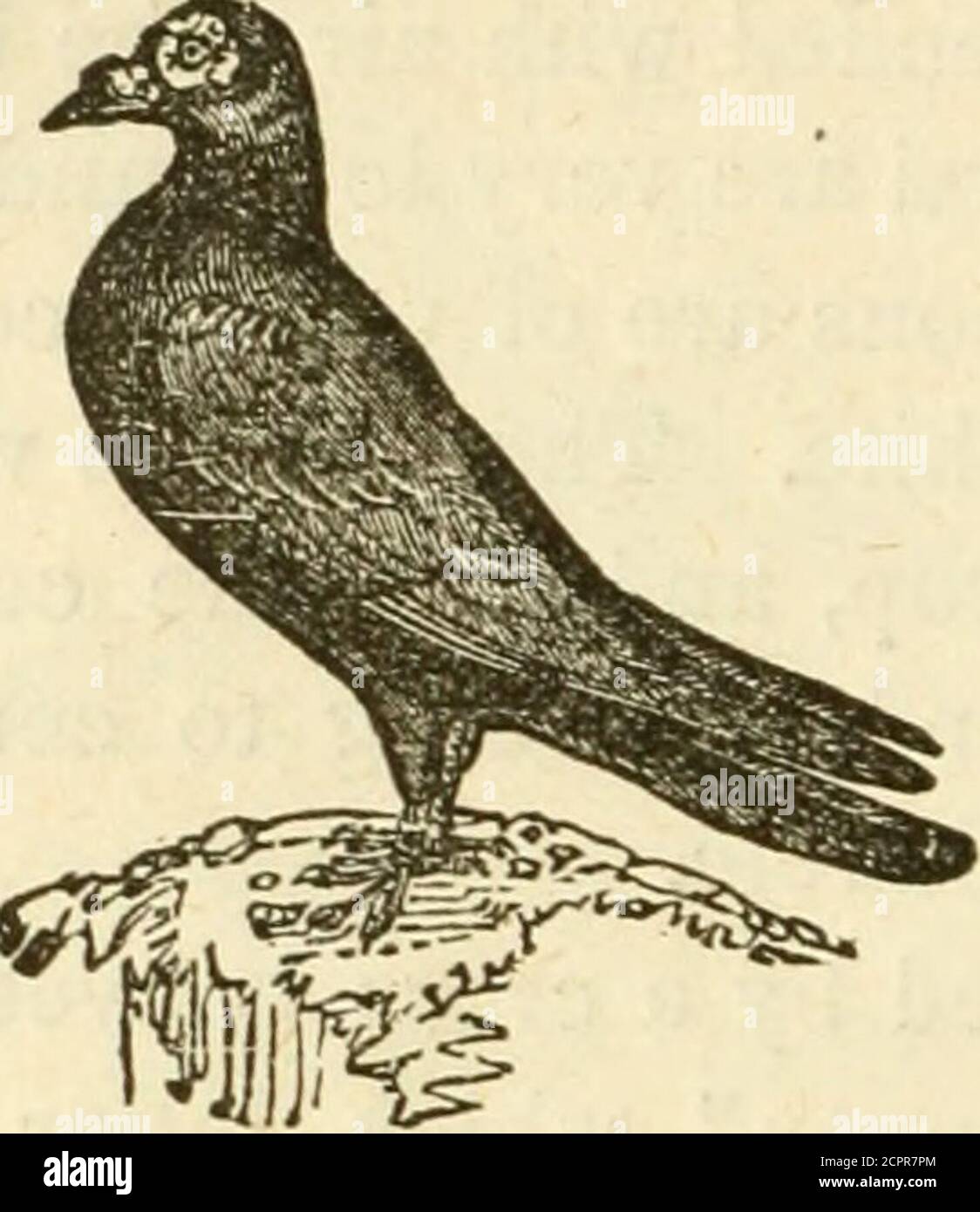 . The American bird fancier; considered with reference to the breeding ...