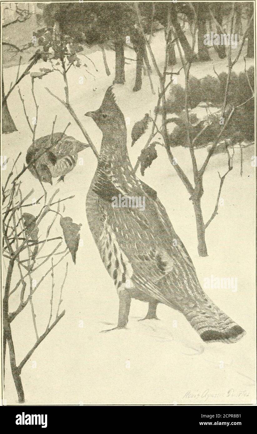 . Wild animals of Glacier National Park. The mammals, with notes on ...