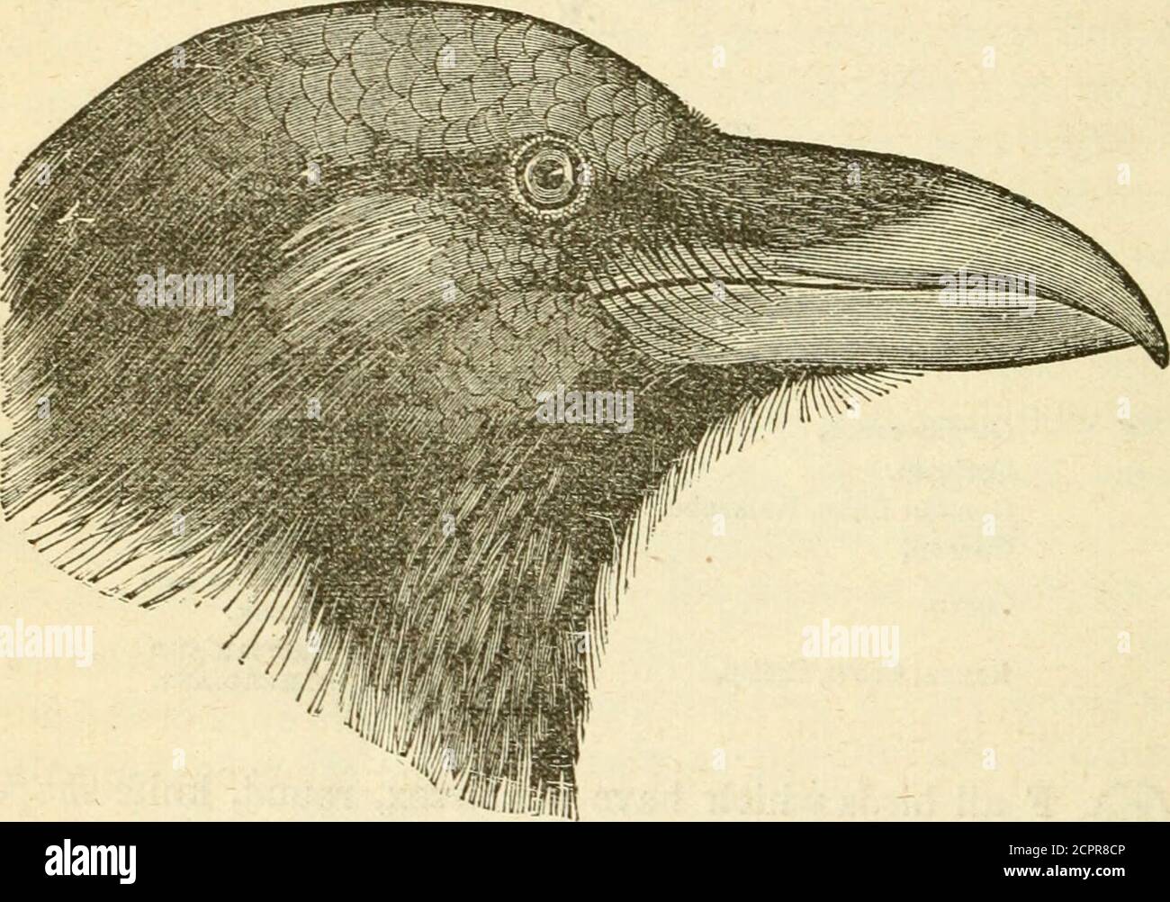 Raven In A Cage High Resolution Stock Photography and Images - Alamy