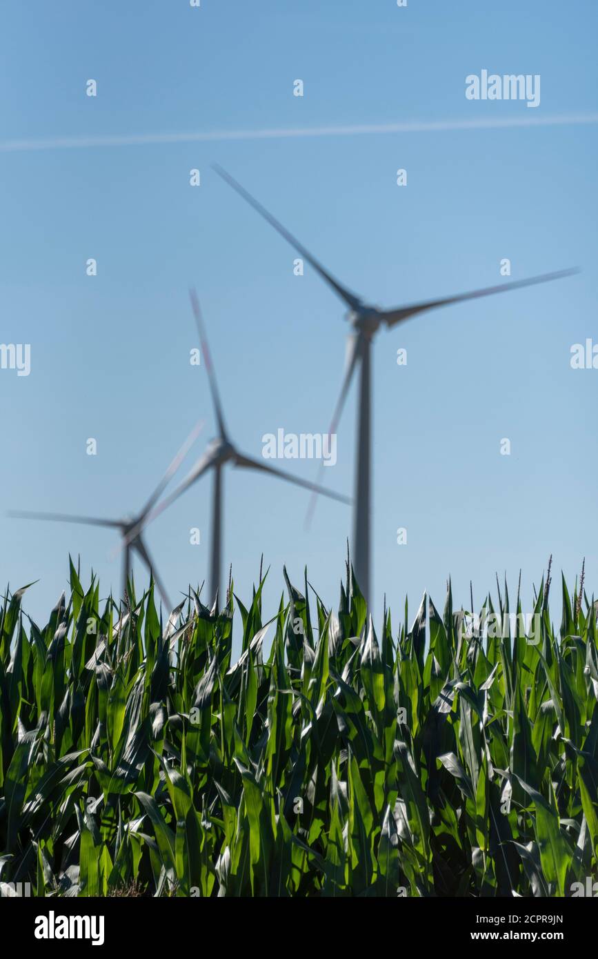 Green corn field with wind turbines Stock Photo - Alamy