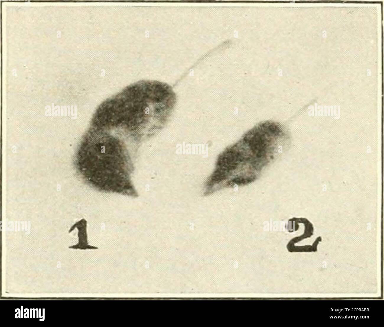 Shrew teeth hi-res stock photography and images - Alamy