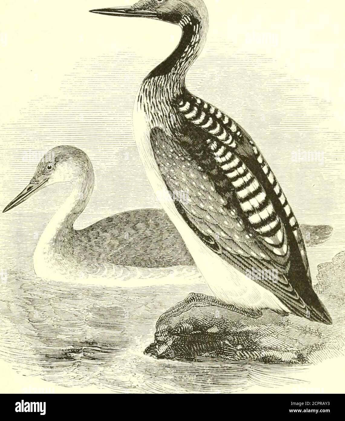 . An illustrated manual of British birds . COLVMBID.-E. 697 i;*>-. THE ...