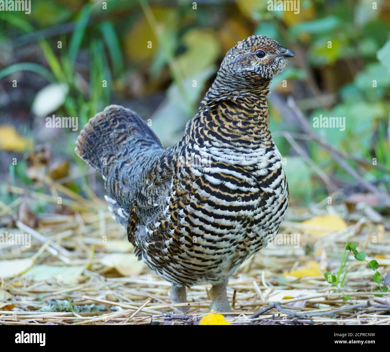 Superior forest hi-res stock photography and images - Alamy