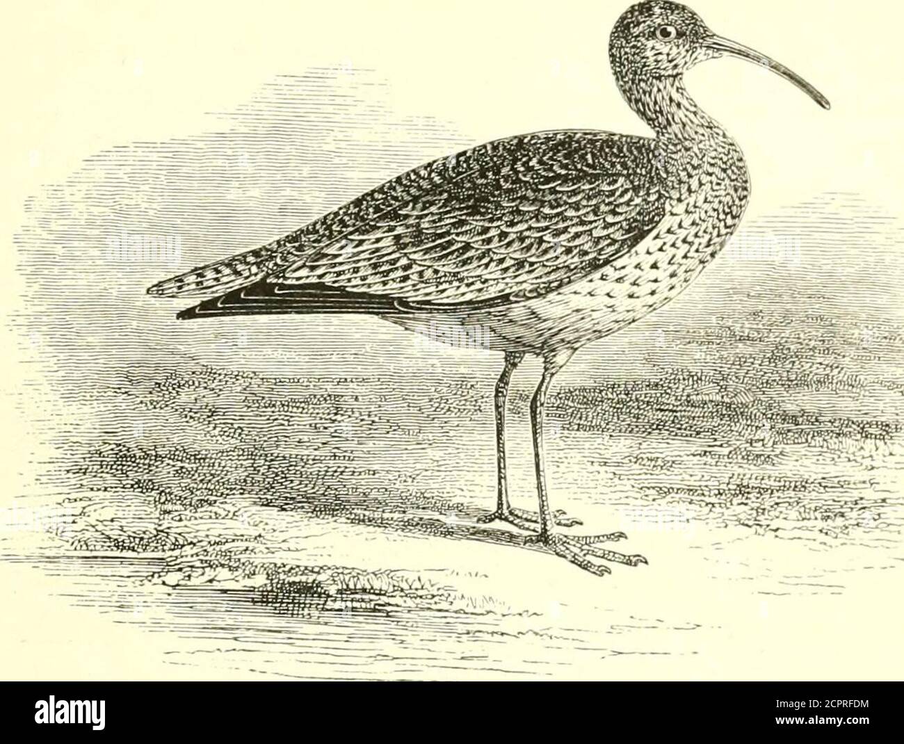 . An illustrated manual of British birds . uch more of a land-feeder ...