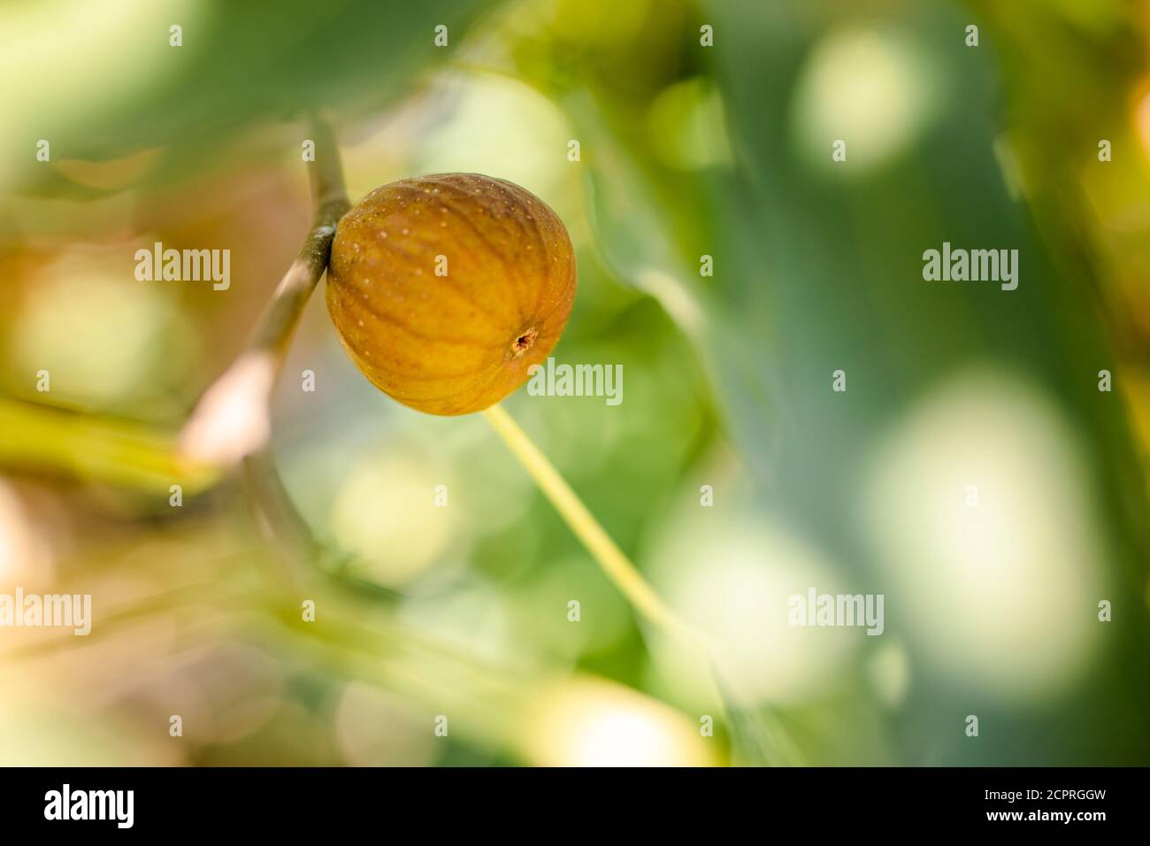 Dripping green ripe fig on the tree, close up, soft focus Stock Photo ...