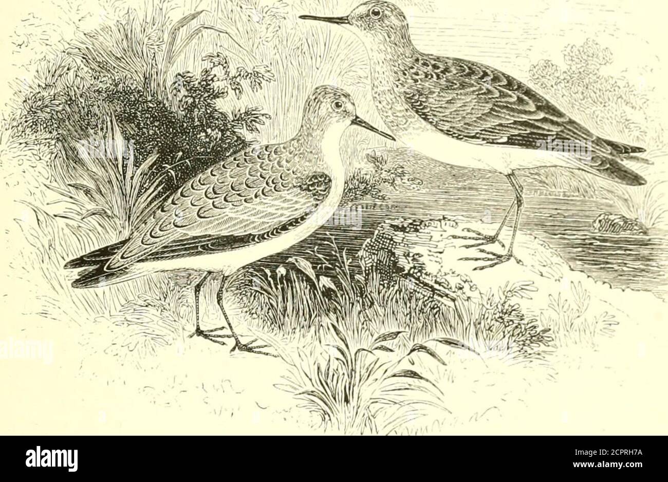 Dorsal coverts hi-res stock photography and images - Alamy