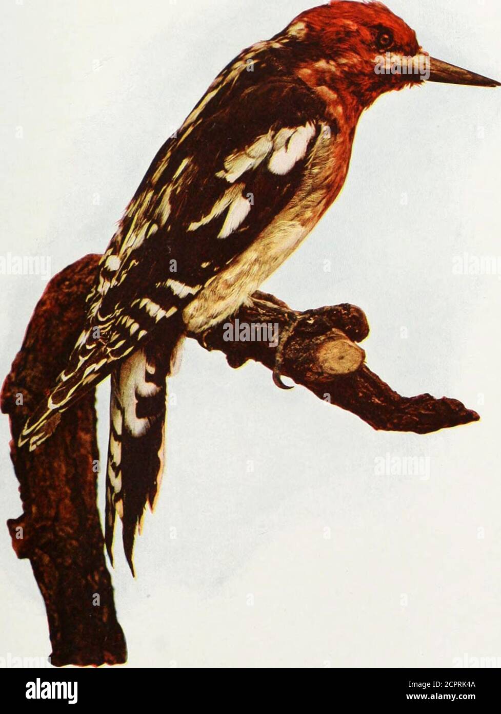 Probe In Trees For Insects High Resolution Stock Photography and Images ...