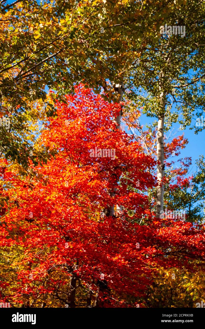 Cooler nights bring out the best in autumn colors Stock Photo - Alamy