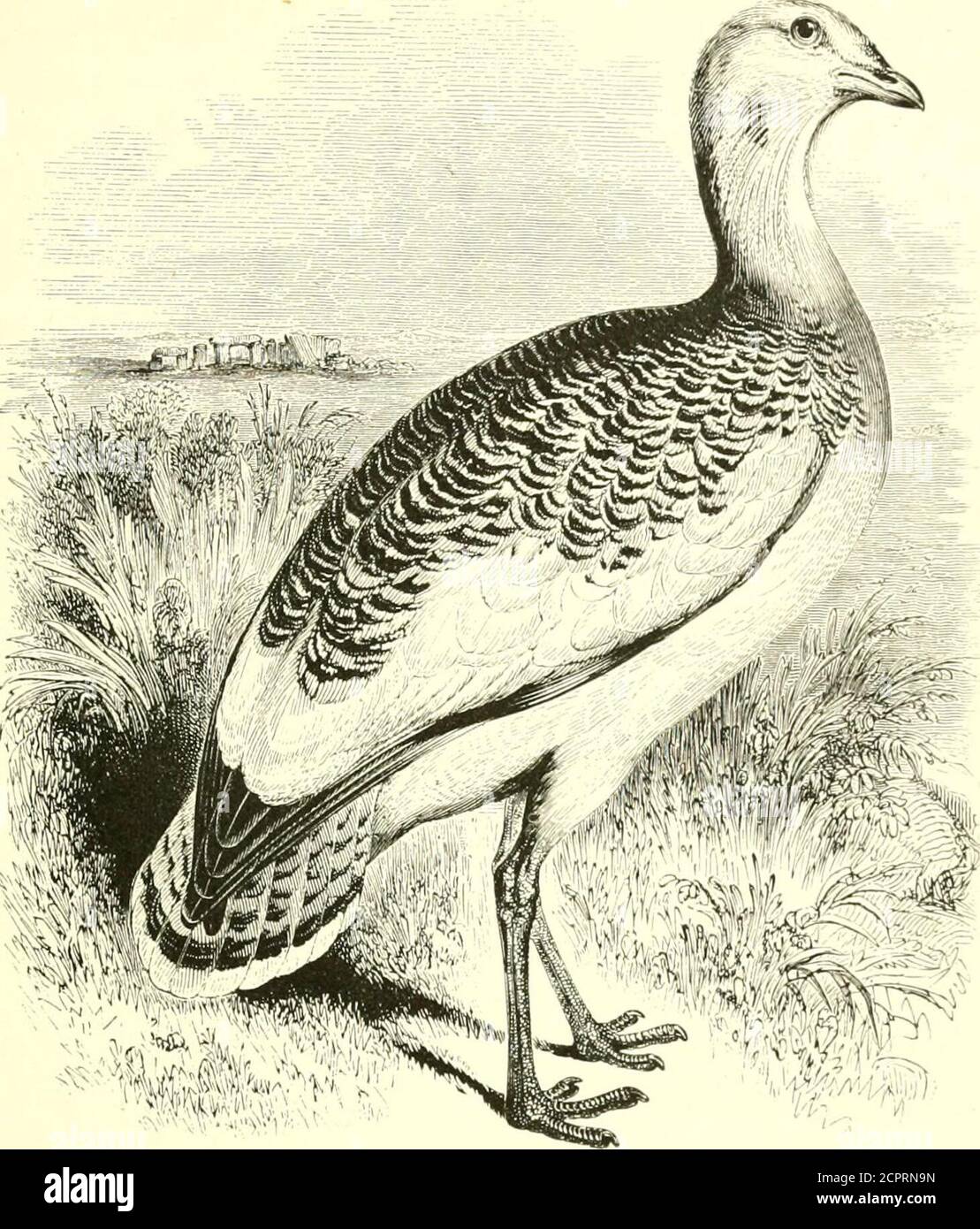 Plumes on the head in breeding plumage hi-res stock photography and ...