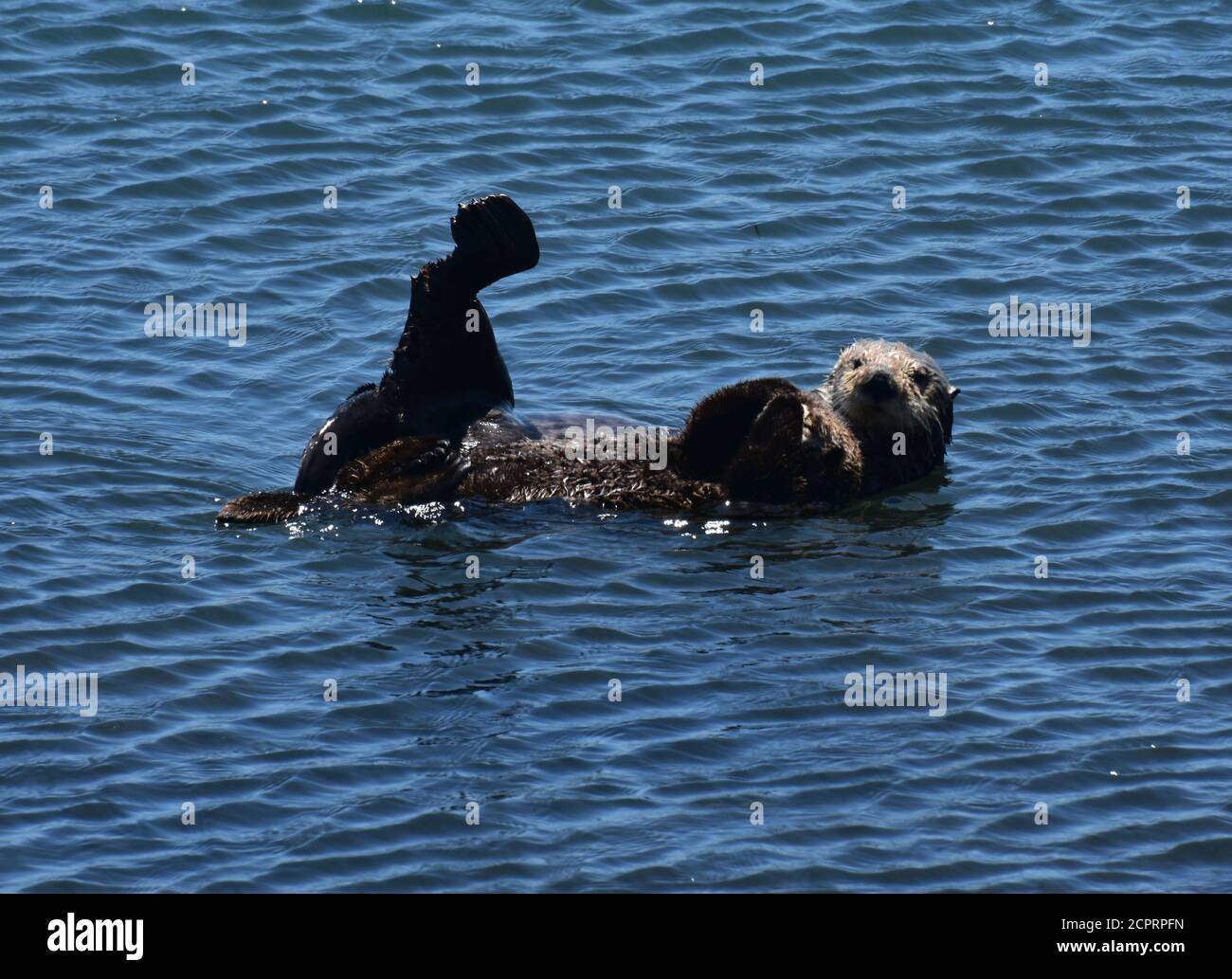Sea otter floating with flippers sticking up and out Stock Photo - Alamy