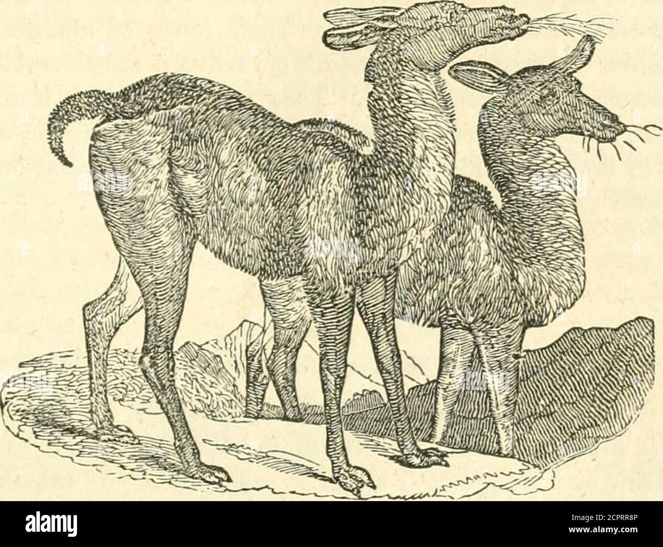 Callous sole hi-res stock photography and images - Alamy