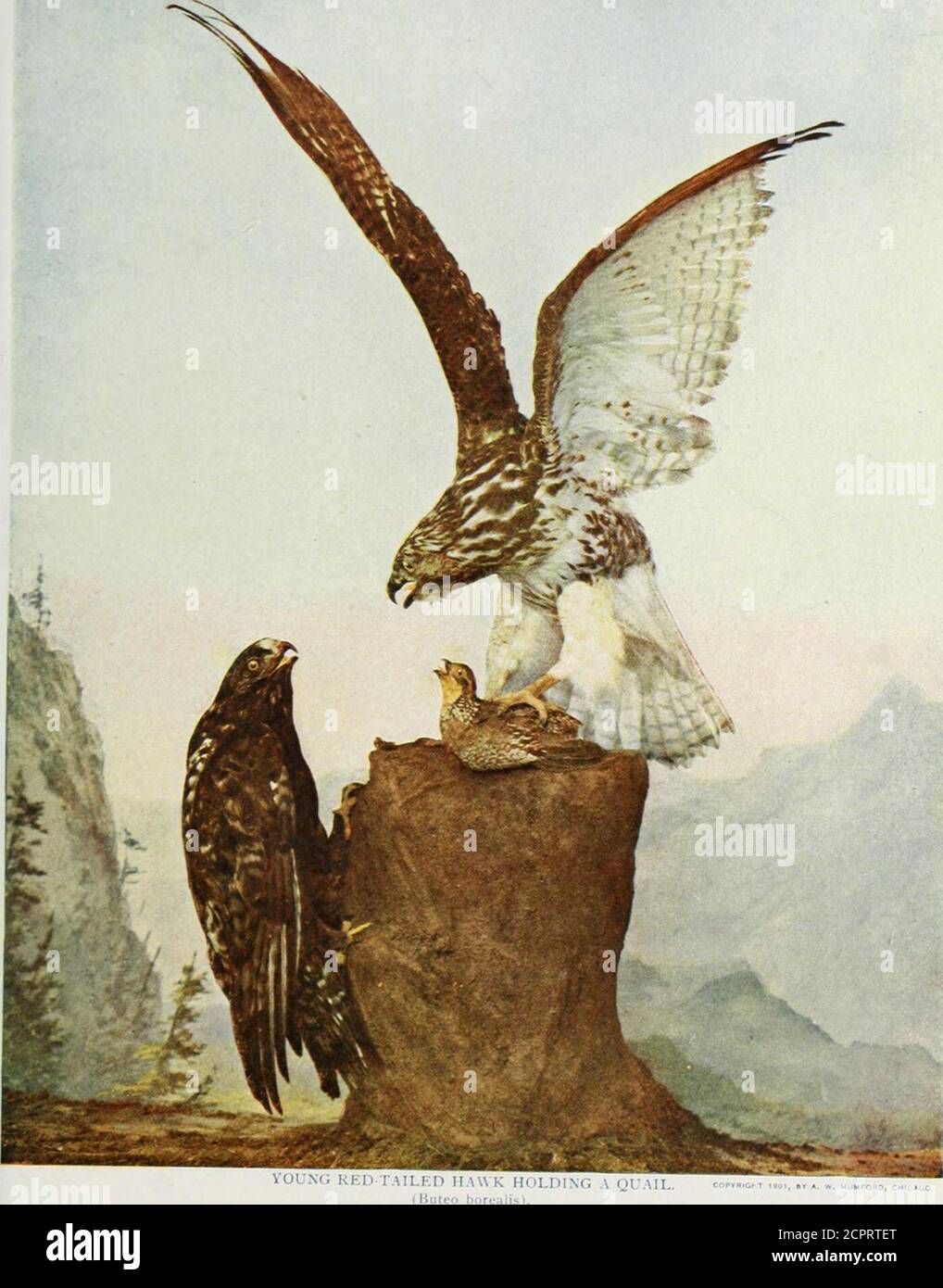 Largest hawk species hi-res stock photography and images - Alamy