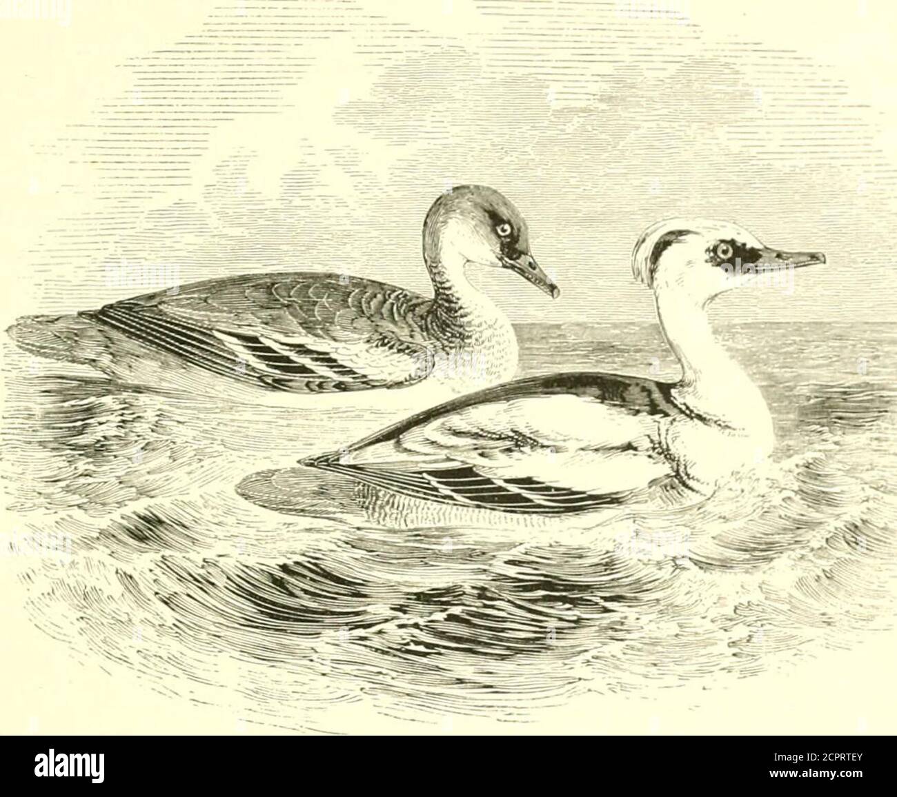 . An illustrated manual of British birds . n the nape by a narrow black ...