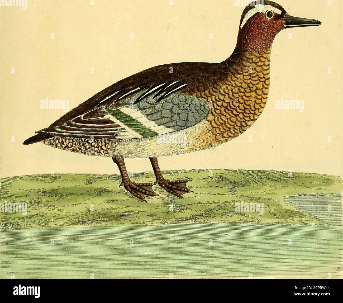 Dusky black above hi-res stock photography and images - Alamy