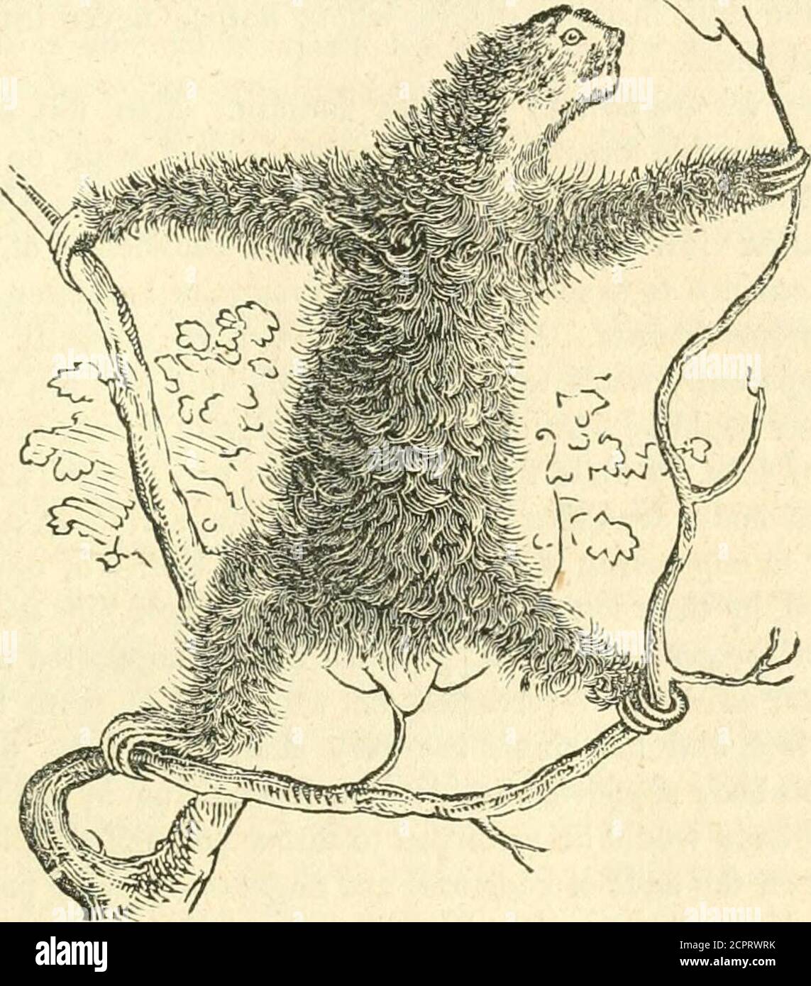 . The naturalist's library : containing scientific and popular ...